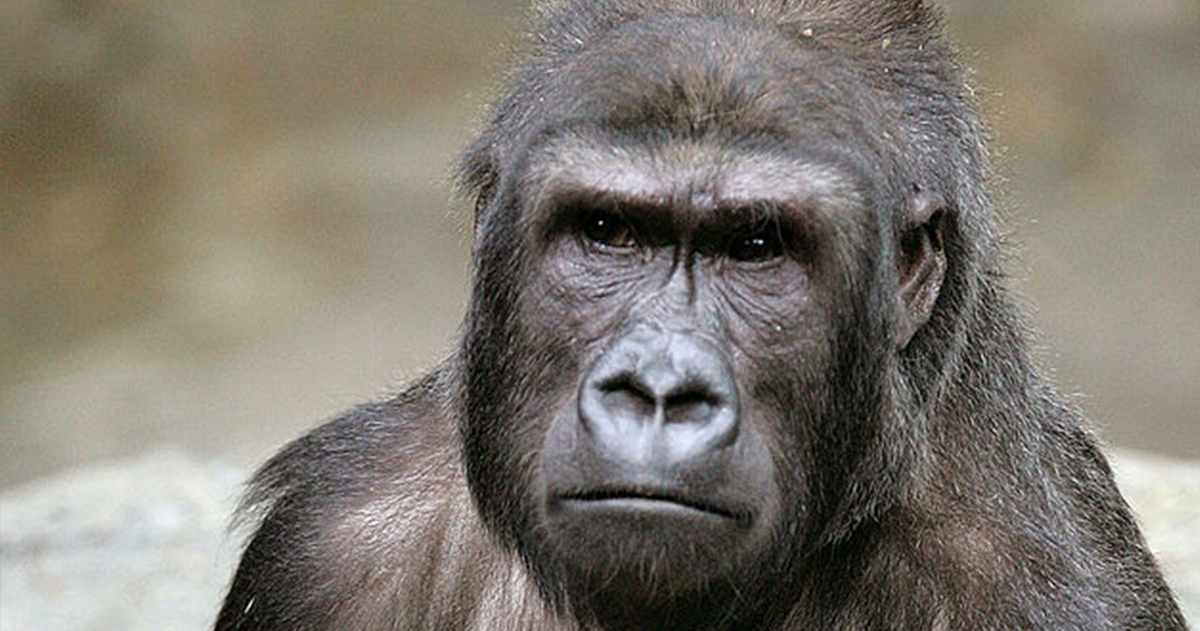 The story of Binti Jua: The gorilla who stunned the world