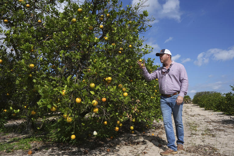Hit by storms and disease, Florida's citrus growers try to survive ...