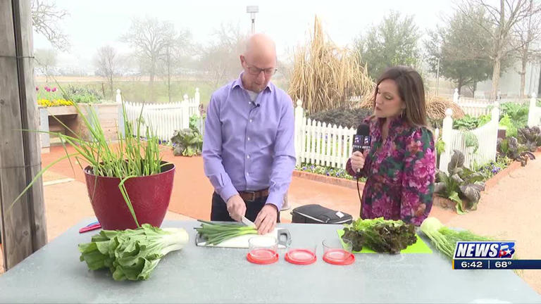 Weekend Gardener: Vegetable scrap gardening