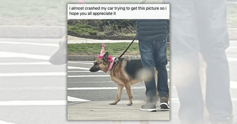 28 Pawfect Doggo Memes to Start the Weekend With a Bowl Full of ...