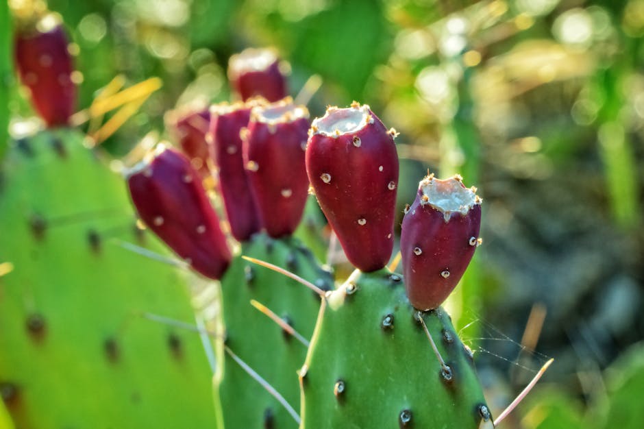 How to Make Arizona’s Famous Prickly Pear Pastries