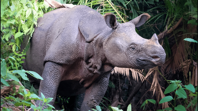 New Name Suggested For One Of The World's Largest And Rarest Critically ...