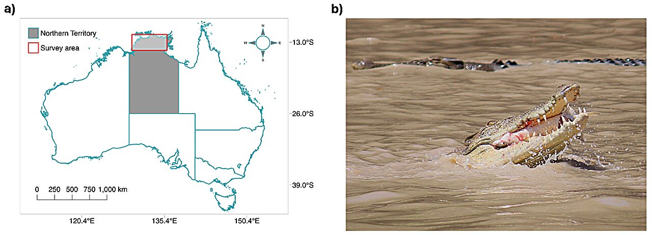 How a rapidly growing population of crocs has been impacting Australia ...