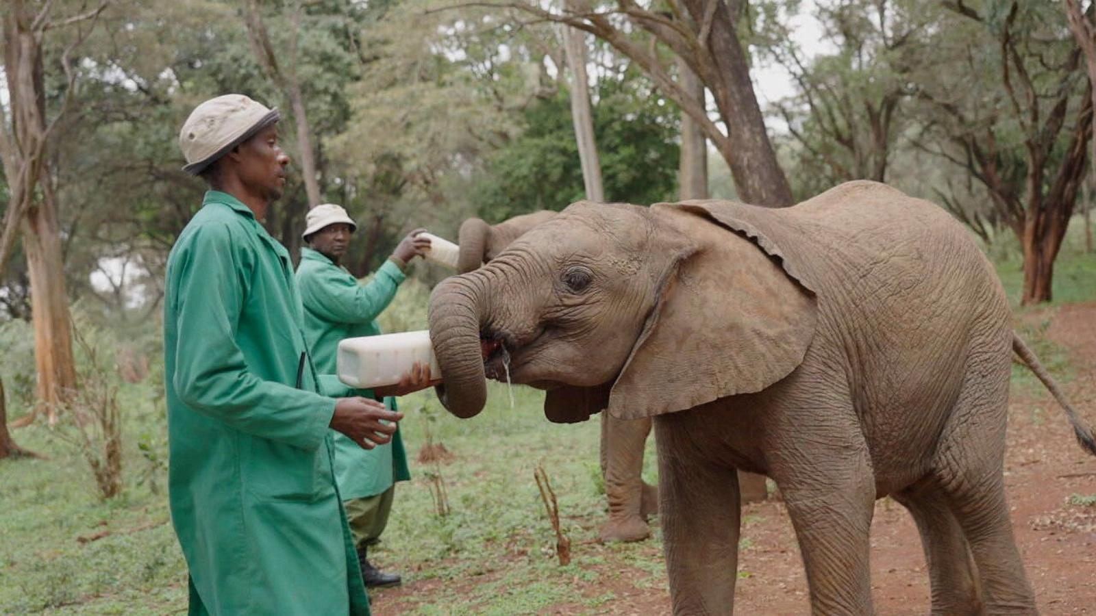 Human-elephant conflict rises in Kenya
