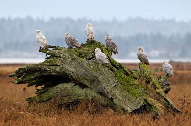 Amazing bird migration secrets revealed