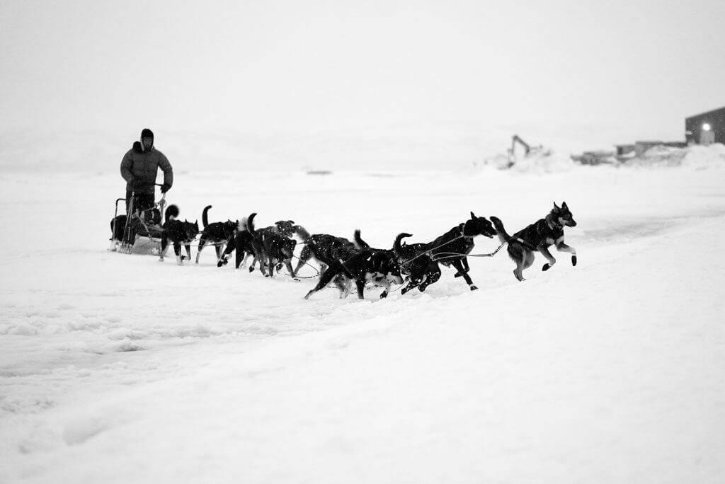 Jessie Holmes, former reality TV star, wins longest-ever Iditarod dog ...