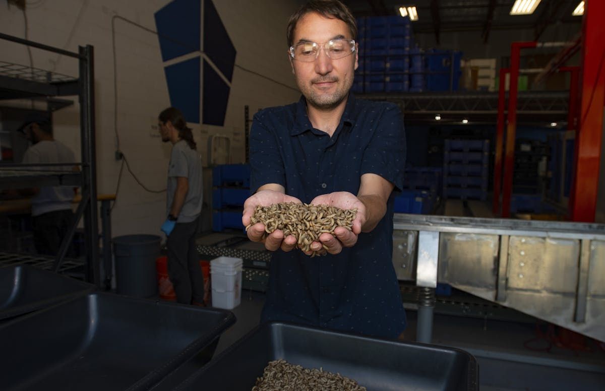 Halifax company Oberland Agriscience gets tons of bugs out