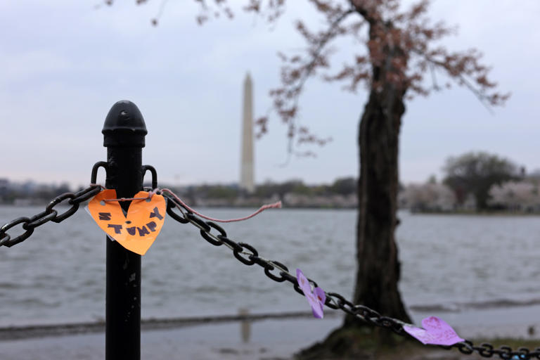Beloved DC cherry tree ‘Stumpy’ was chopped down thanks to climate ...