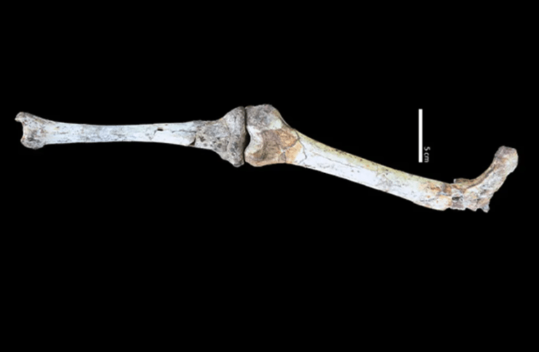 New fossils reveal Paranthropus robustus walked upright like modern humans