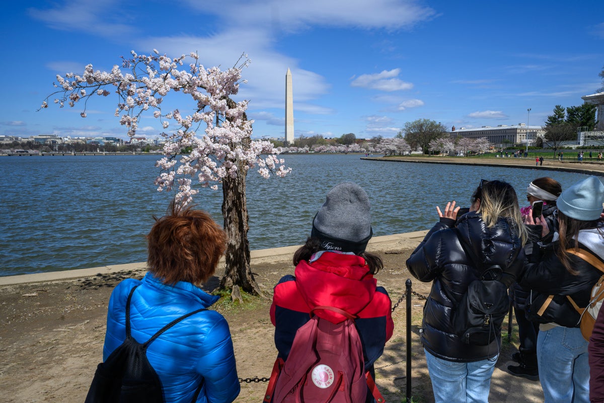 Beloved DC cherry tree ‘Stumpy’ was chopped down thanks to climate ...