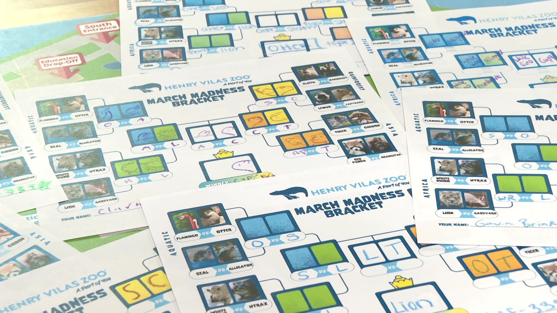 Henry Vilas Zoo launches animal bracket ahead of March Madness