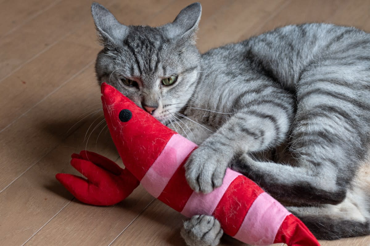 A Dozen Plush Toys for Under $12? Cats Say Yes