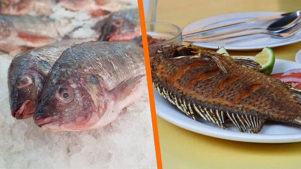 ¿Qué diferencia hay entre mojarra y tilapia?