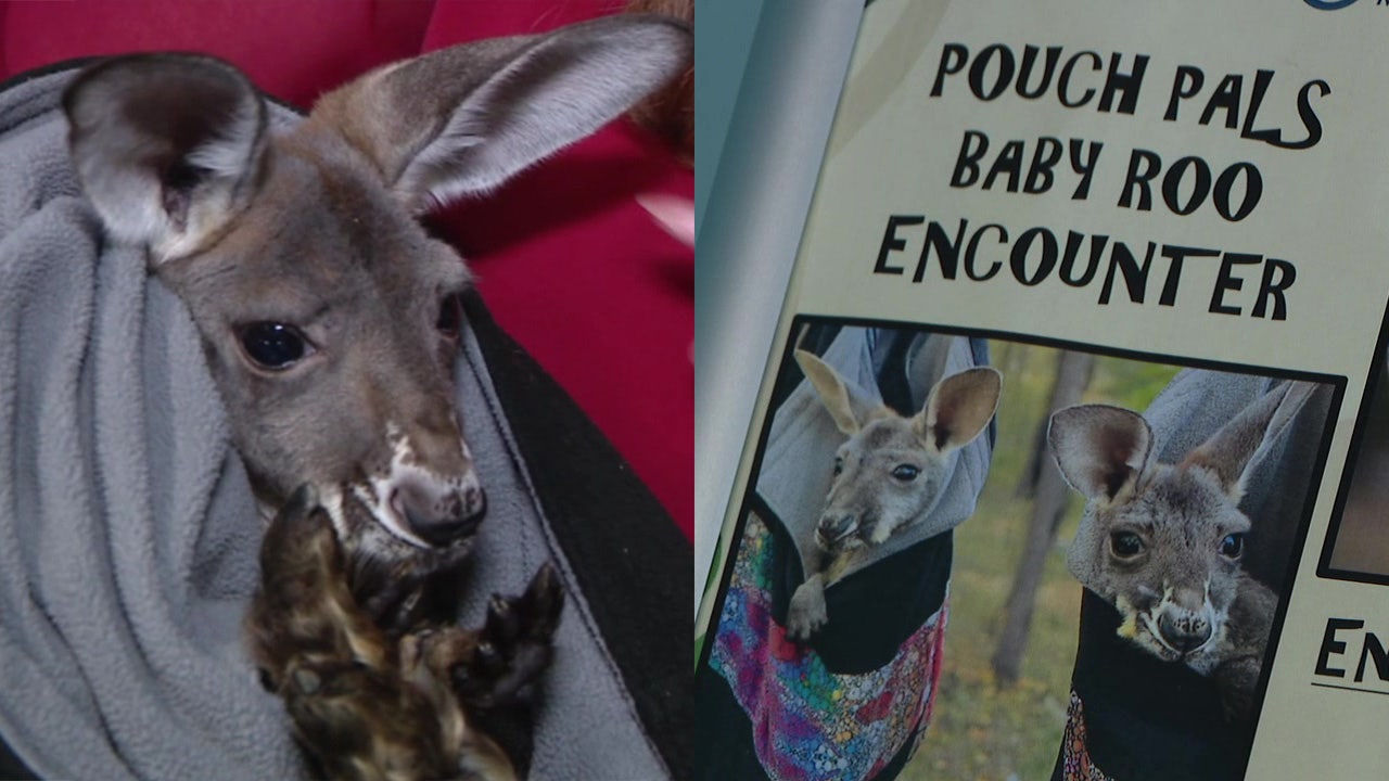 Inside Clearwater Marine Aquarium’s offer to hold a pair of baby kangaroos
