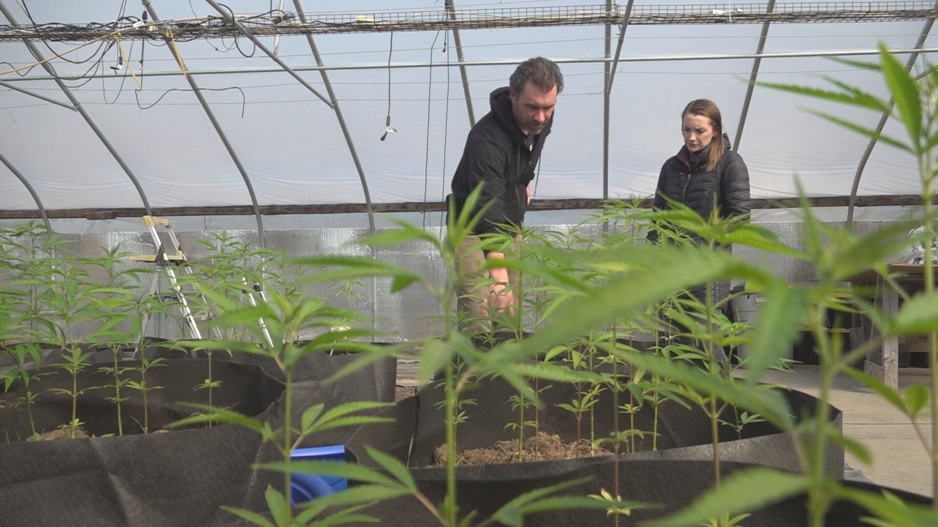Maine farm using hemp to help clean up ‘forever chemicals’