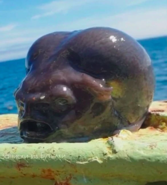 Pescador se assusta com peixe e viraliza: parece ‘alienígena’