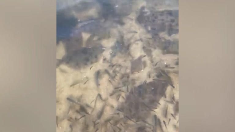 What is a jubilee? Mobile Bay’s rare natural phenomenon draws fish ...