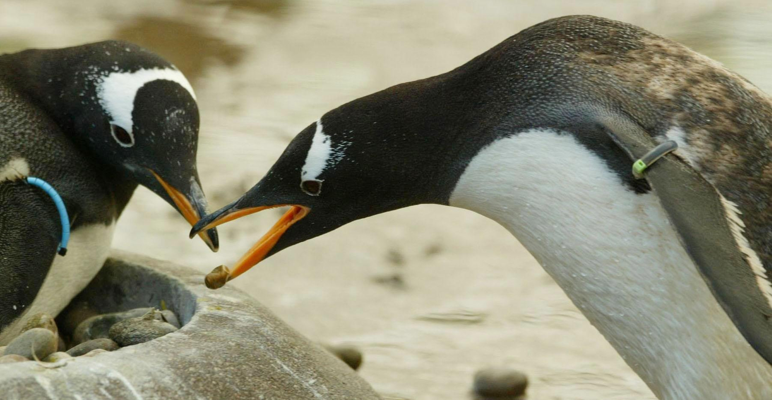 The animals that give each other gifts