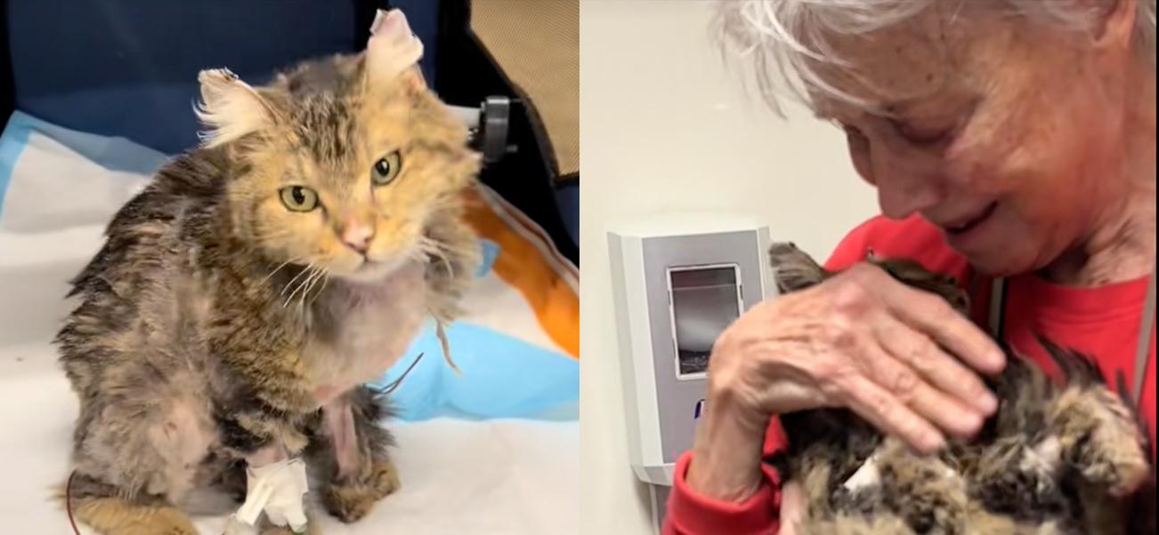 California Cat Goes Viral After Surviving The Palisades Wildfire: 'Don ...