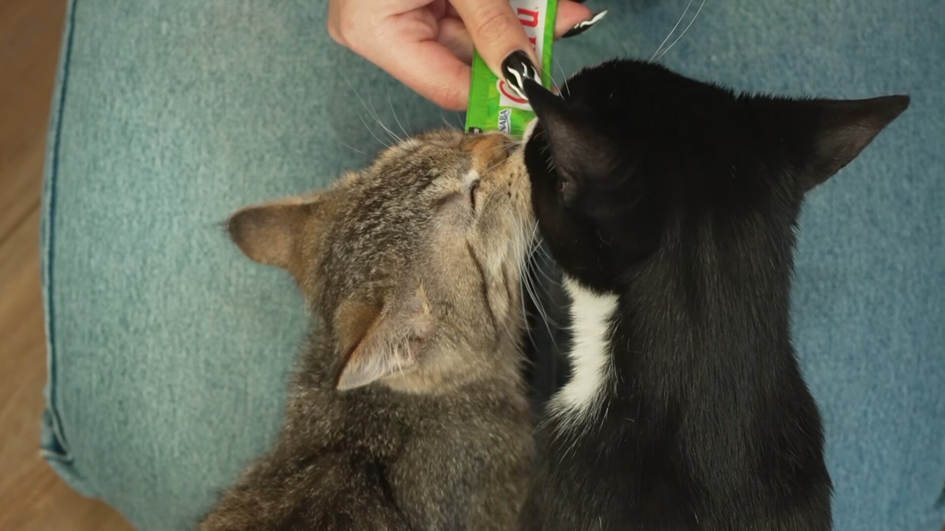 200th cat adopted from Mr. Kitty’s Cat Cafe