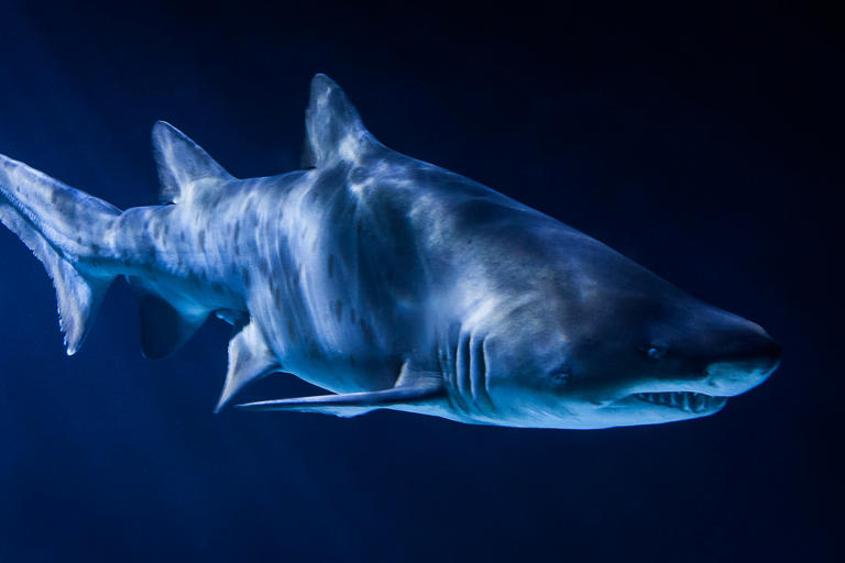 More Than Jaws: One Photographer’s Quest to Redefine the Shark