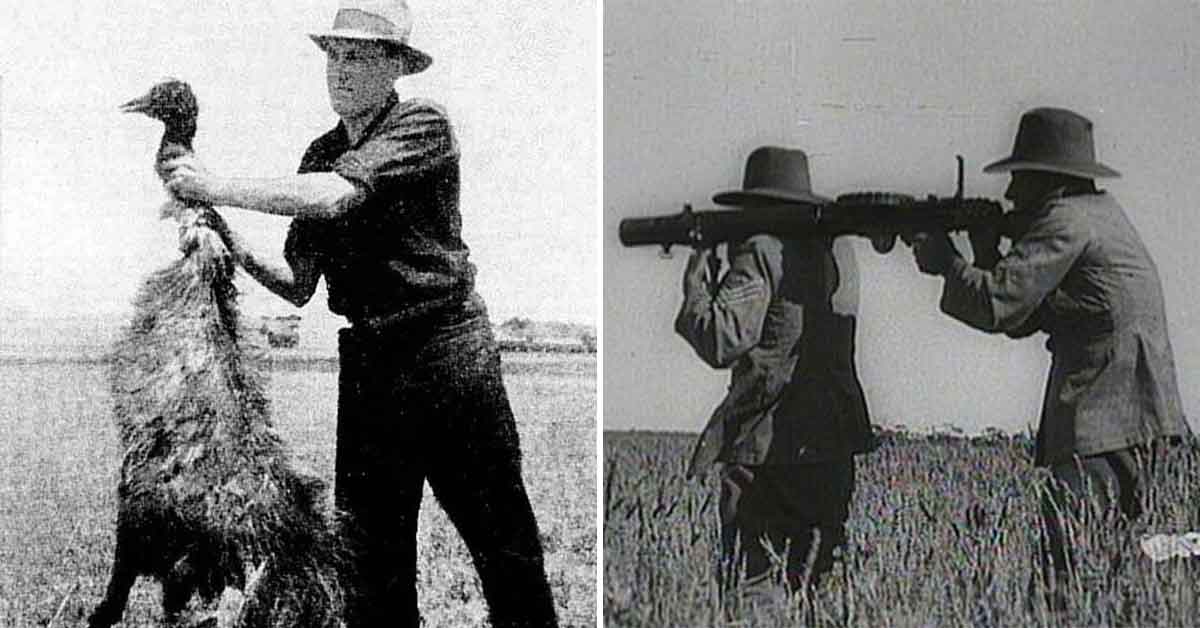 The Time Australia Declared War on Birds, And Lost