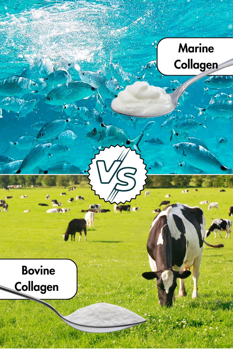 Marine Collagen vs. Bovine Collagen: Which is Better?