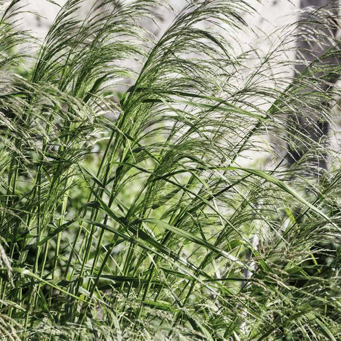 10 Best Rain Garden Plants For Your Yard