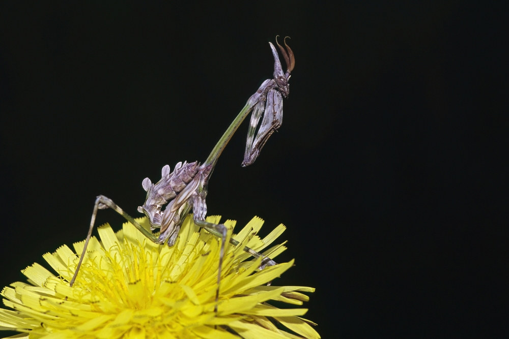 Photographer captures stunning pictures of Pink Empusa Mantis