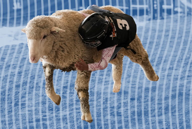Mutton bustin’ at the Houston rodeo: How kids, sheep and a beloved ...
