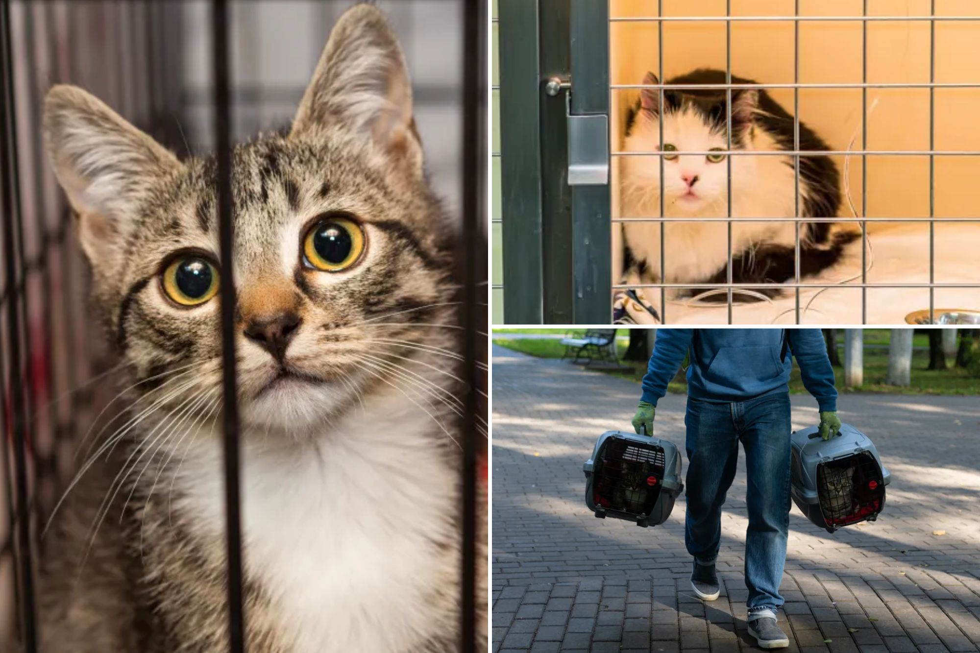 Two NYC cats dead from avian flu, including 8-month-old kitten: ‘Just ...