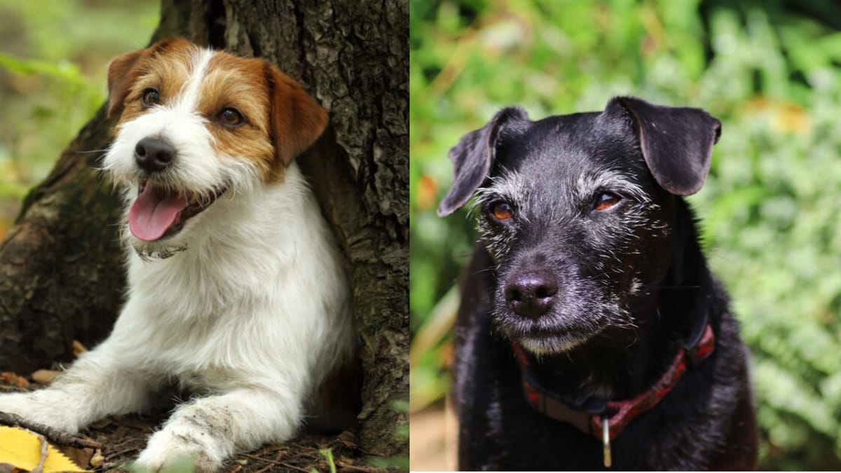 Patterjack: así es el cruce entre el patterdale y el jack russell