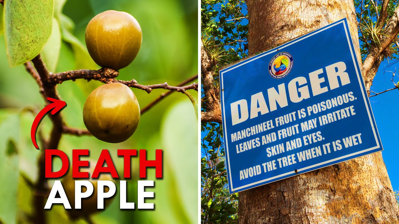 Manchineel Tree: The Deadliest Tree on Earth