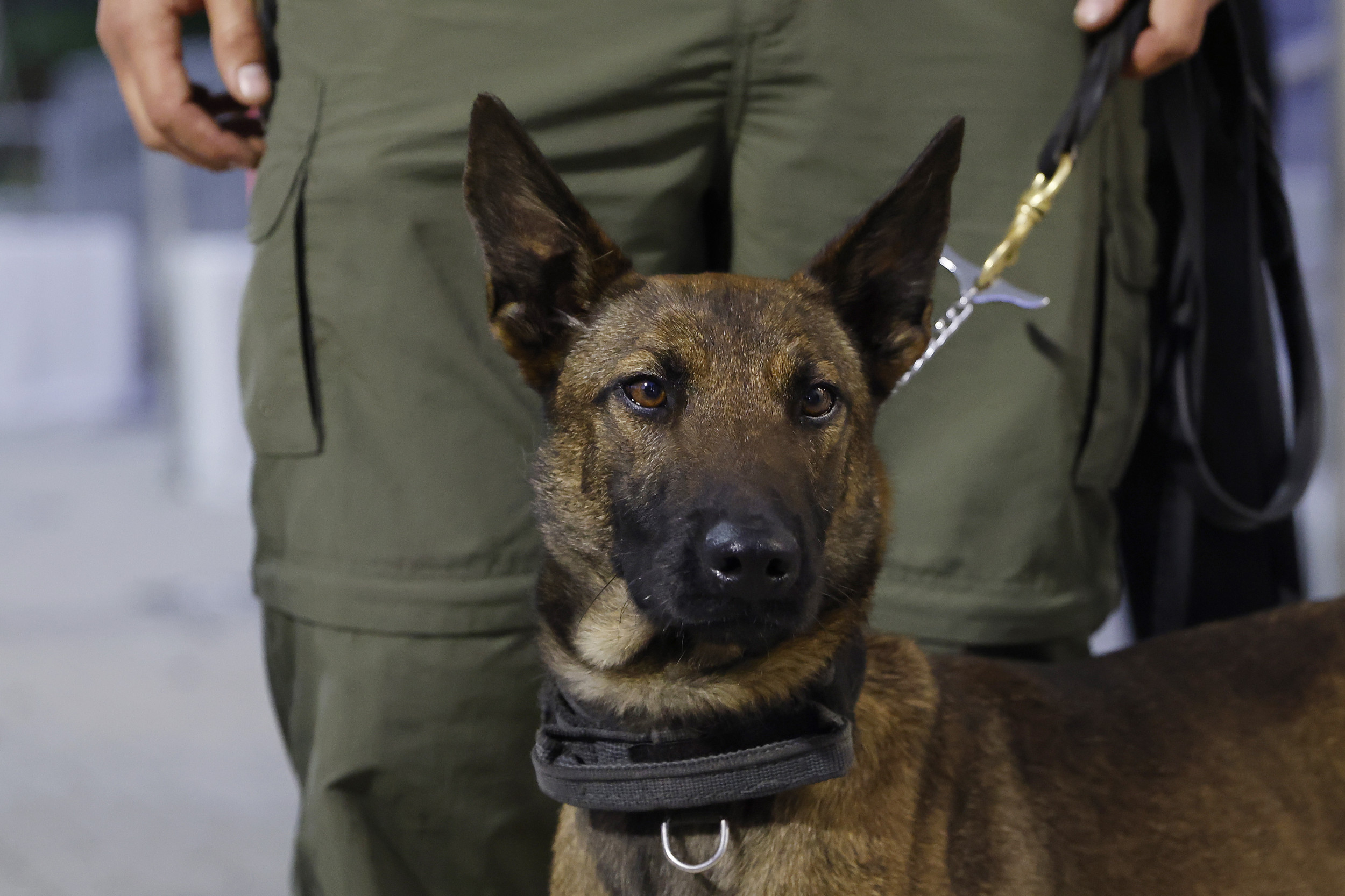 DOGE Makes Cuts to Bomb-Sniffing Dogs at TSA: What to Know