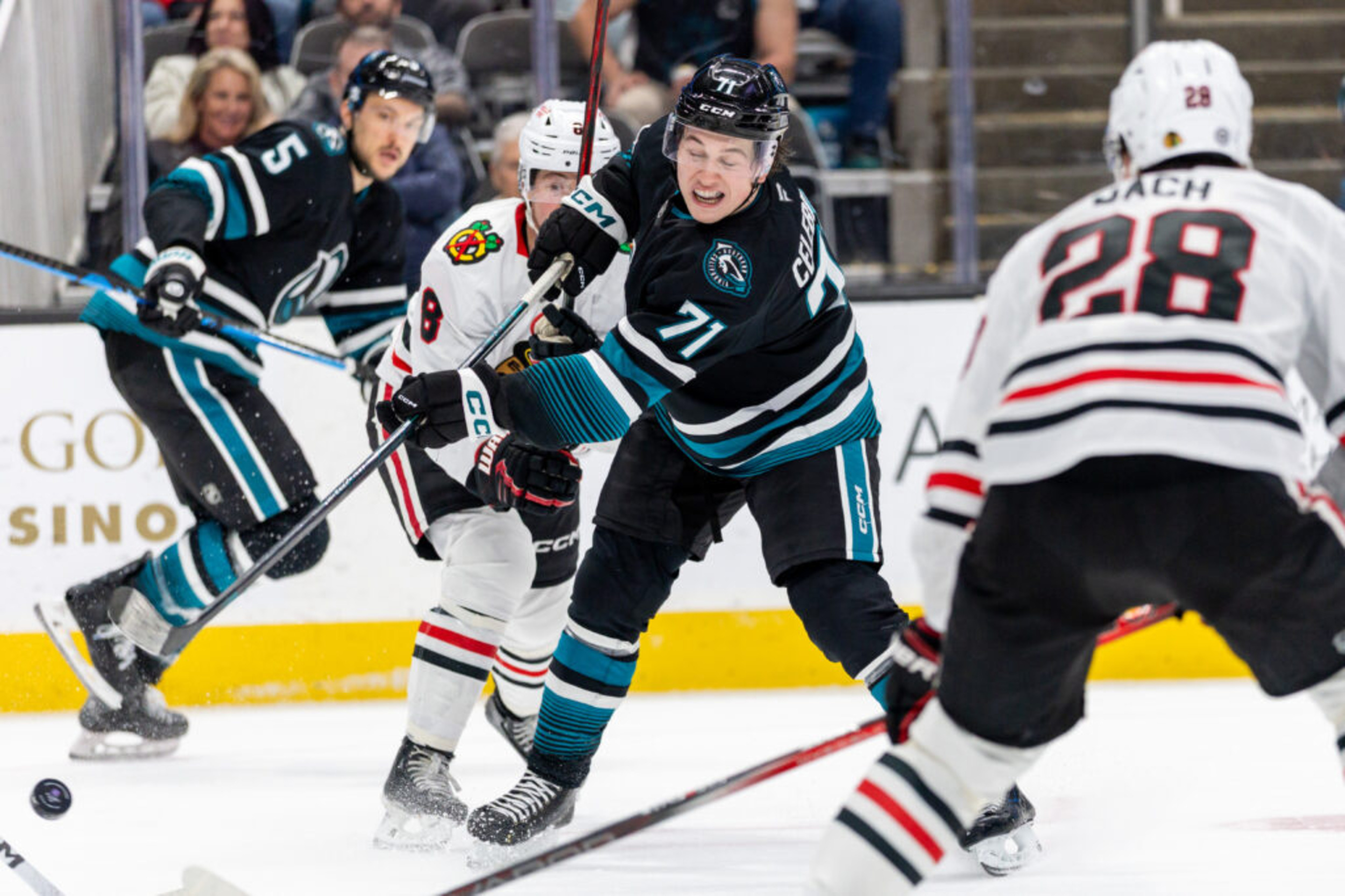 San Jose Sharks Young Rookies Dominate In Recent Games