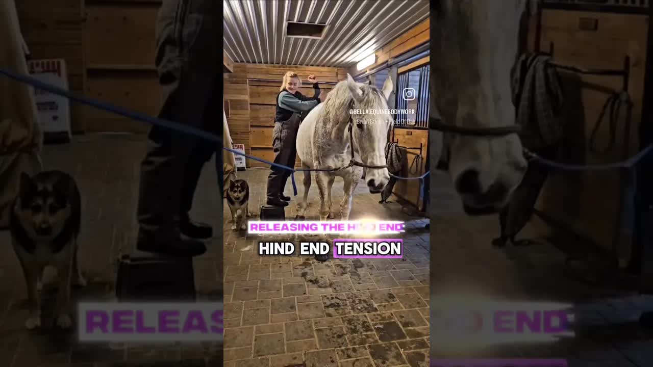 Horse Hind End Tension Release: Gluteal Muscle Treatment