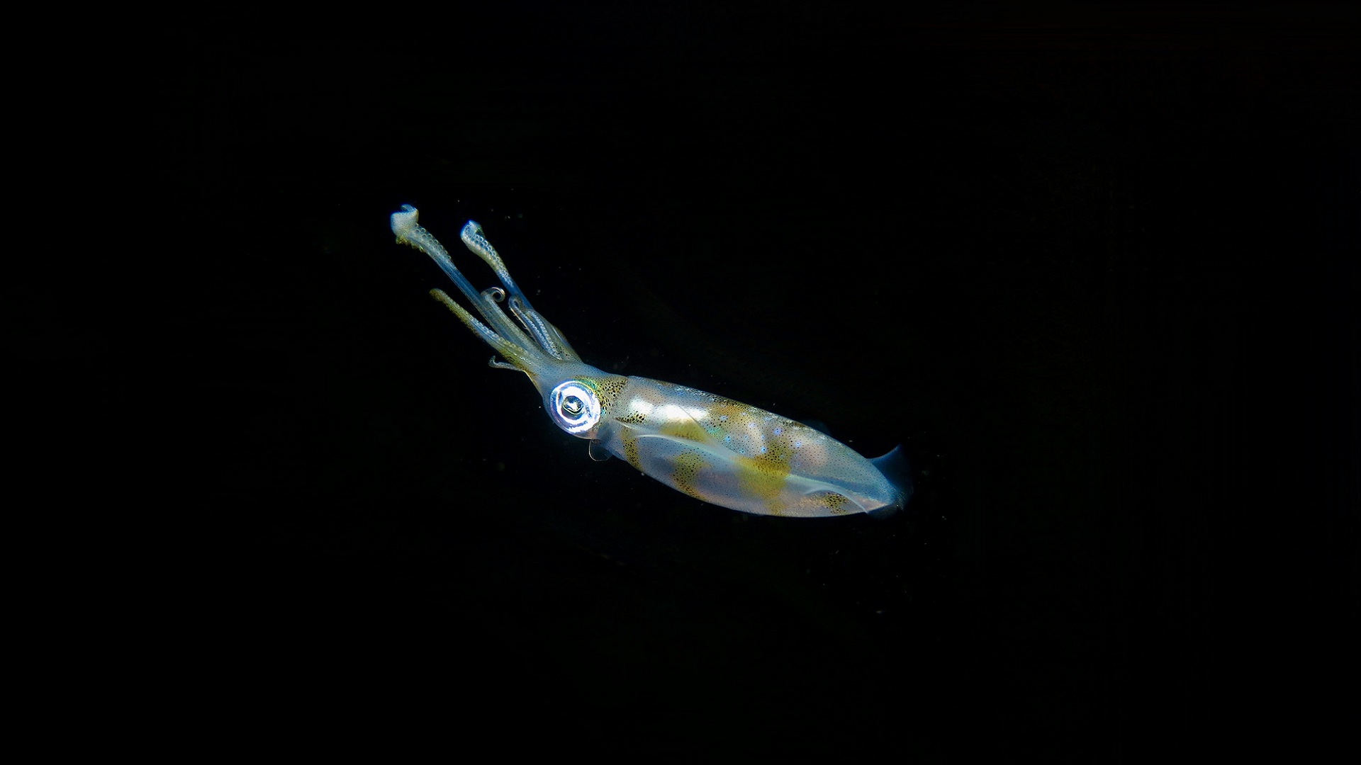 Squids’ color-changing pigments could pave way for efficient solar ...