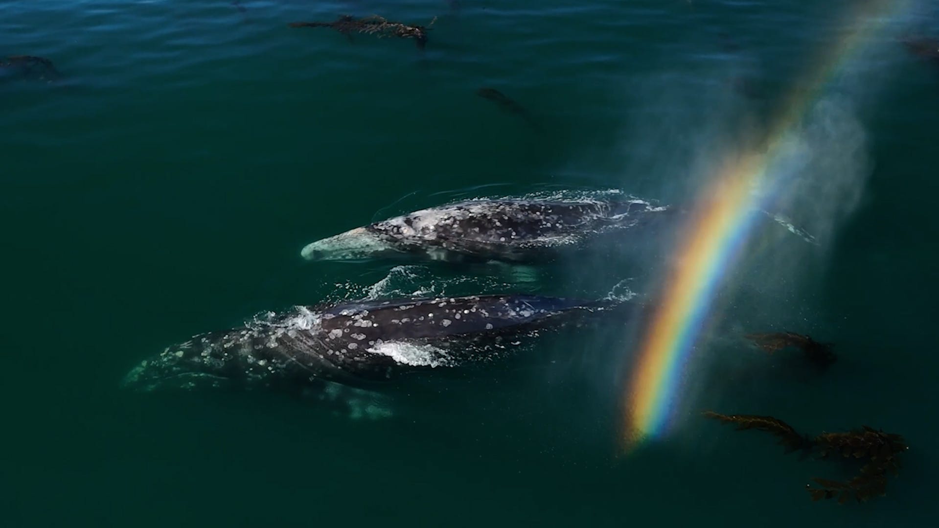 Pacific gray whales create mesmerizing rainbow displays with their spouts