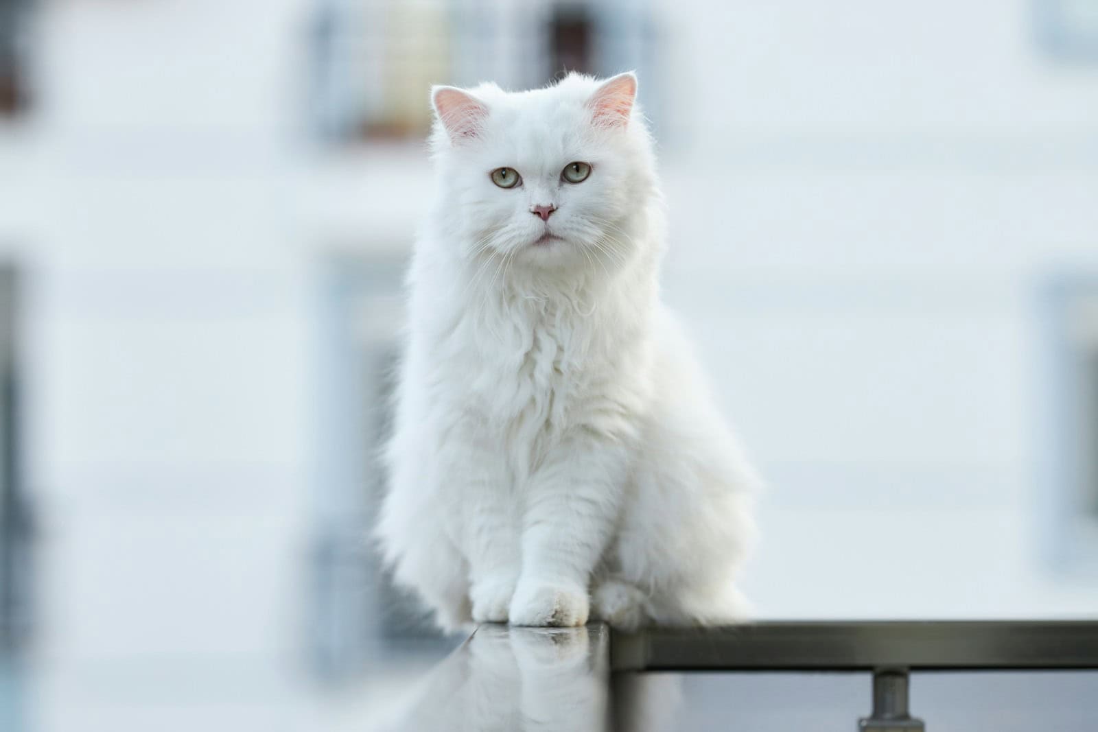 9 Cat Breeds With the Most Stunning Fur Patterns