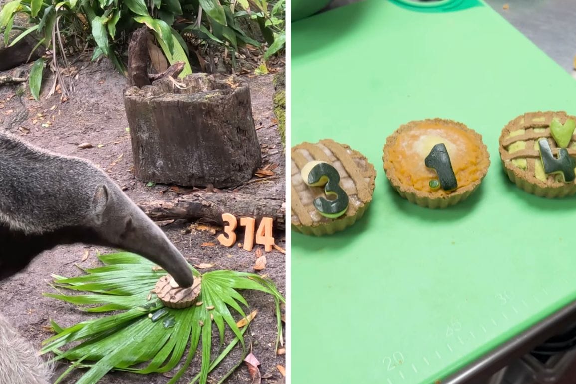 VIDEO: Anteaters Enjoy Pies for Pi Day 2025 at Disney's Animal Kingdom
