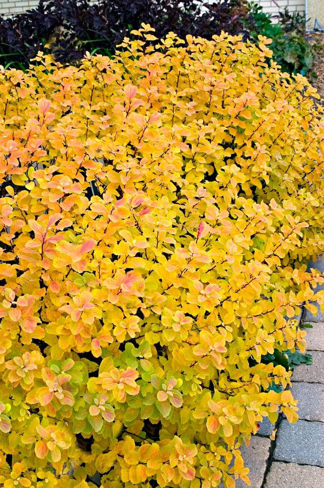 The Complete Spirea Bush Growing Guide