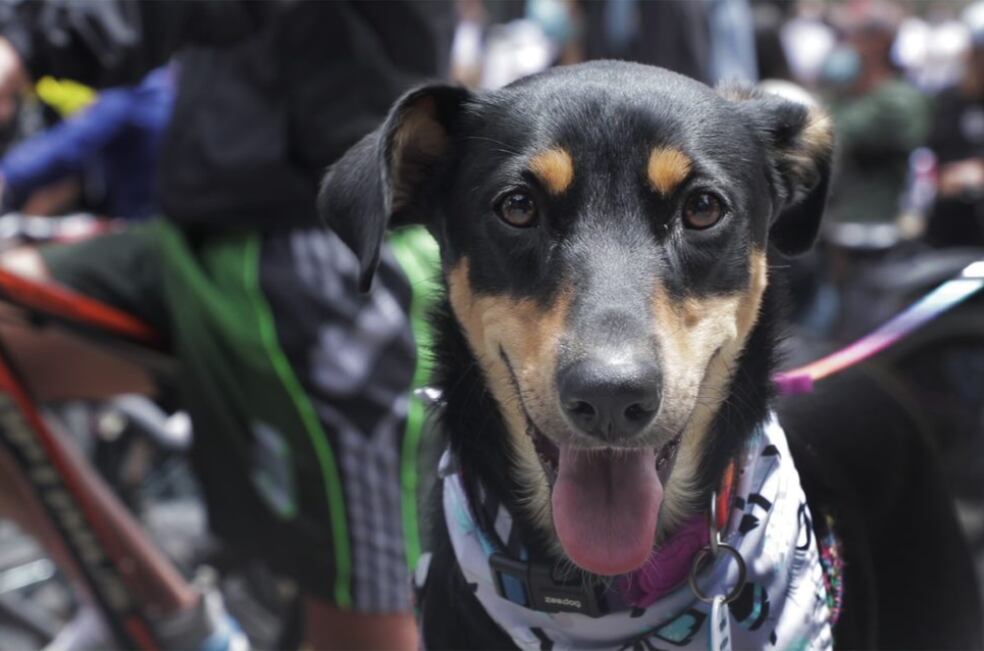 Bogotá celebra adopciones: 12 animales encuentran familia en el CEFE ...