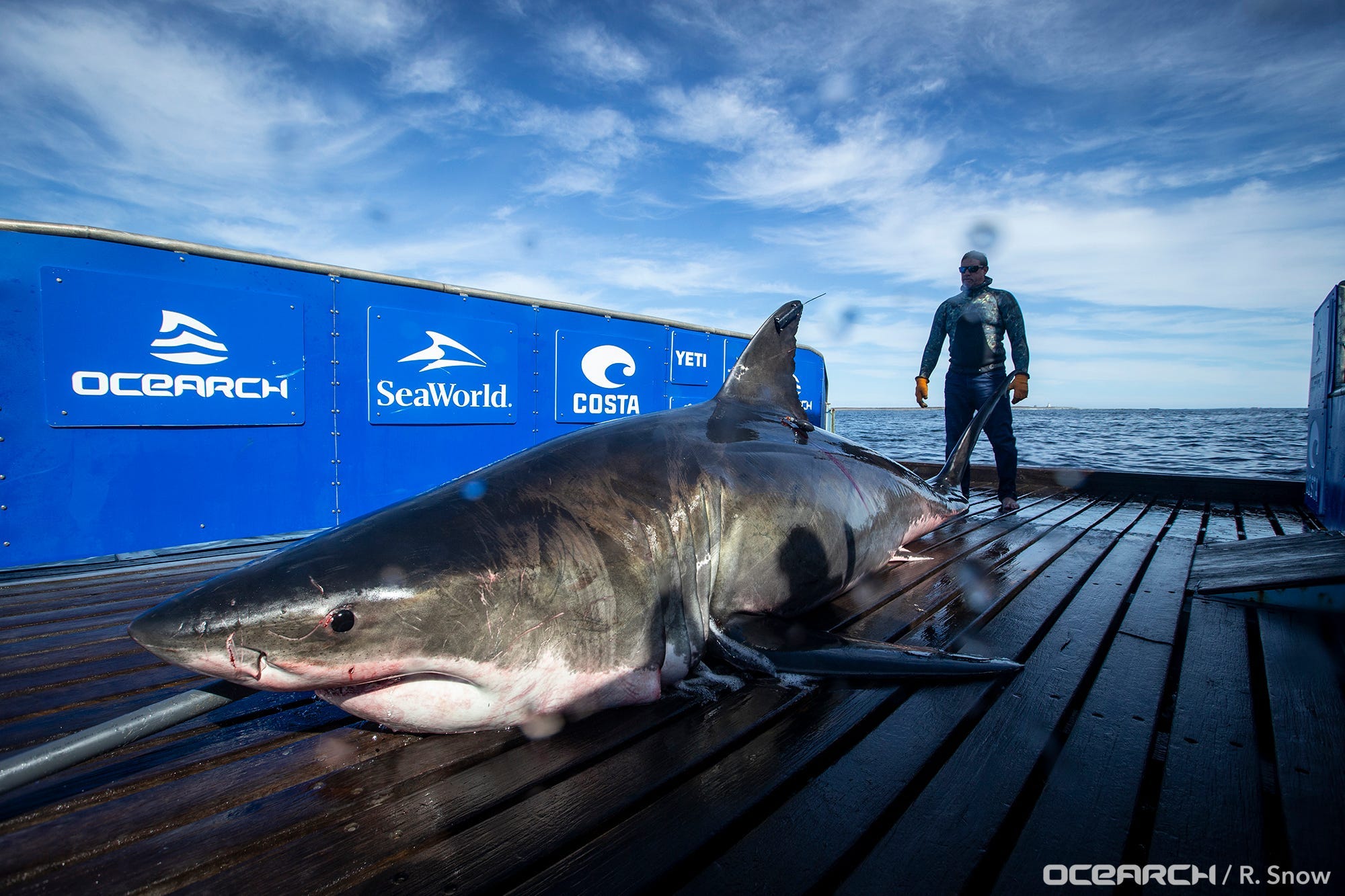 Headed to a beach for spring break? What to know about shark-tracking ...