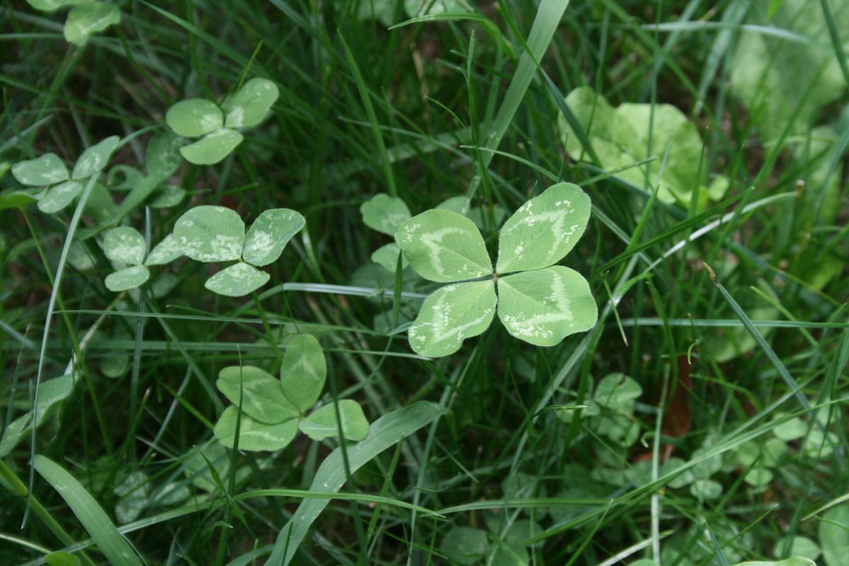 What Are Your Odds of Finding a 4-Leaf Clover? A Scientist’s Surprising ...
