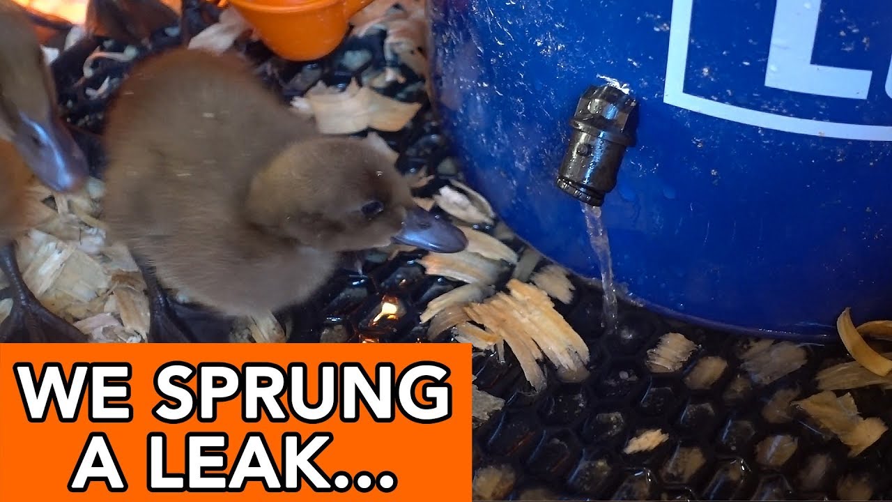 Duck Watering Mishap: How to Avoid Disaster