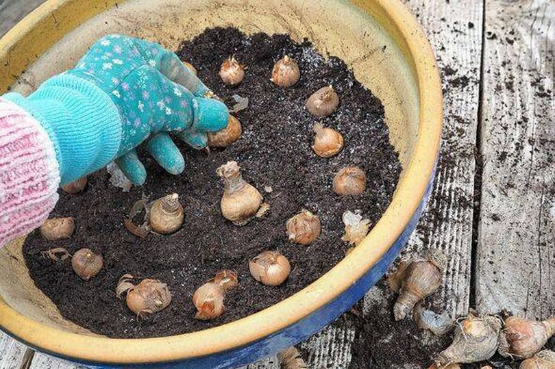 Gardening expert reveals two types of bulbs you should plant now for a ...