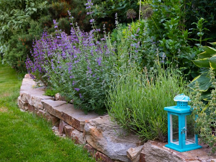 Pflegeleichte Stauden: Diese 6 Arten wachsen schnell und üppig