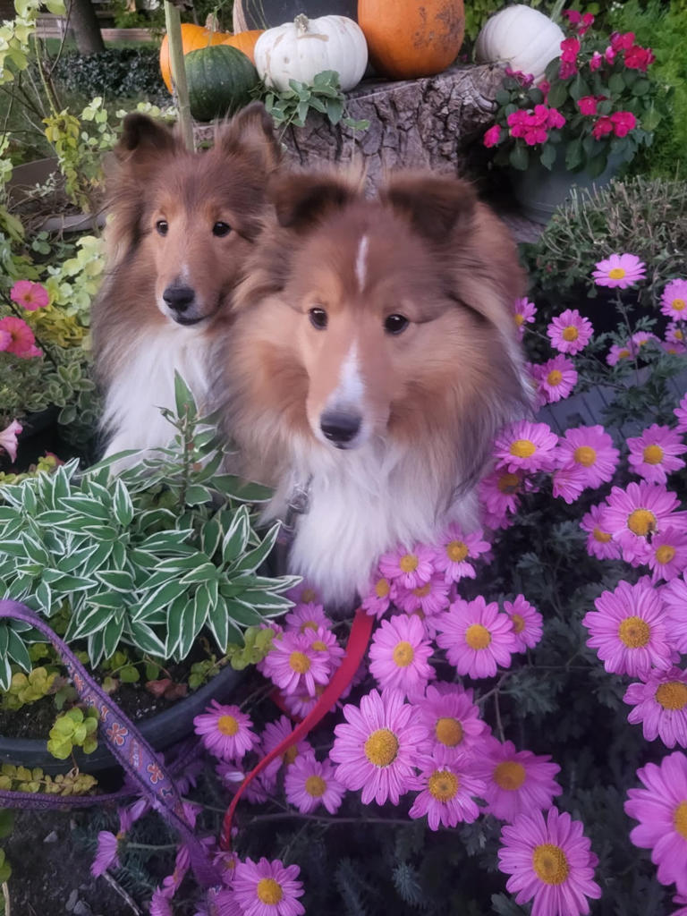 13 cats, 3 dogs perish in Barrhaven house fire