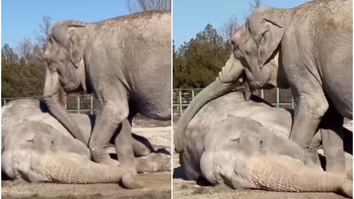 Elephant refuses to leave fallen friend's side. Heartbreaking video has Internet in tears