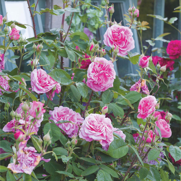 Experts urge gardeners to do this vital rose maintenance task now for ...